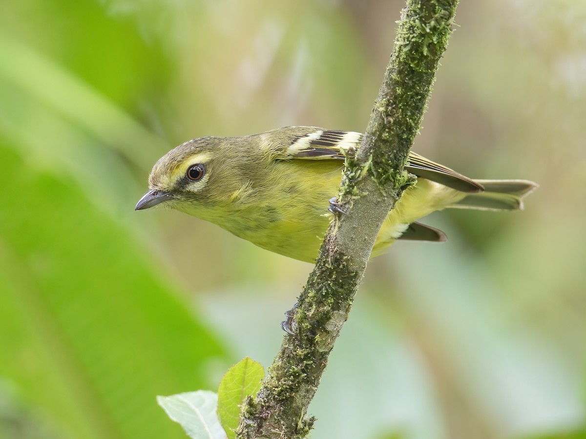 Yellow-winged Vireo - Vireo carmioli - Birds of the World