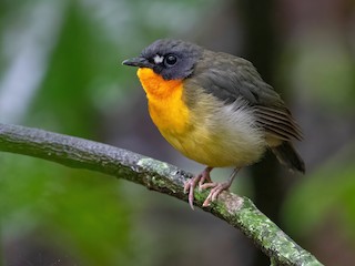 Yellow-breasted Forest Robin - Stiphrornis mabirae - Birds of the World