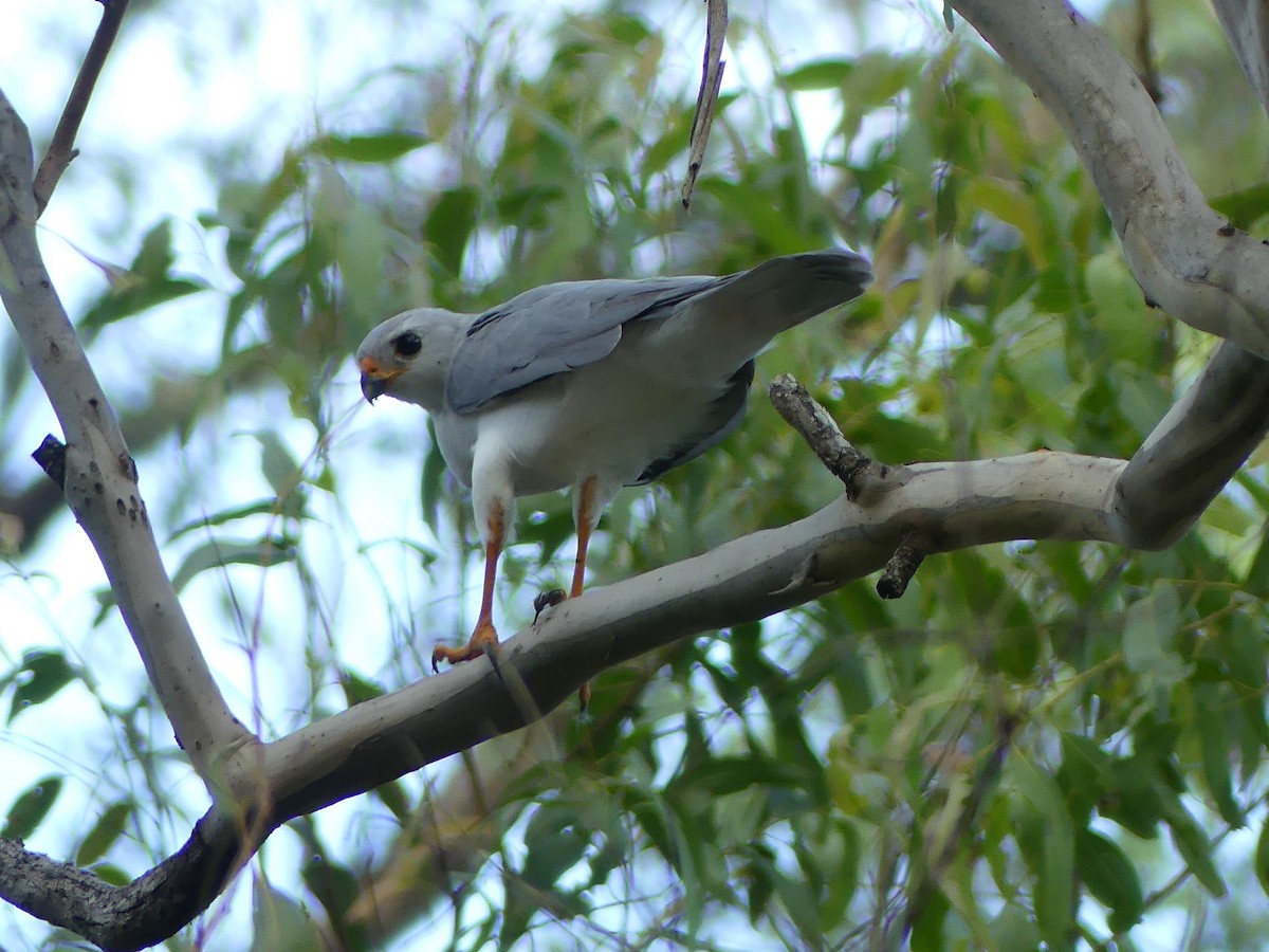 eBird Checklist - 22 Feb 2024 - Tully Rd, New Beith, Logan - 17 species