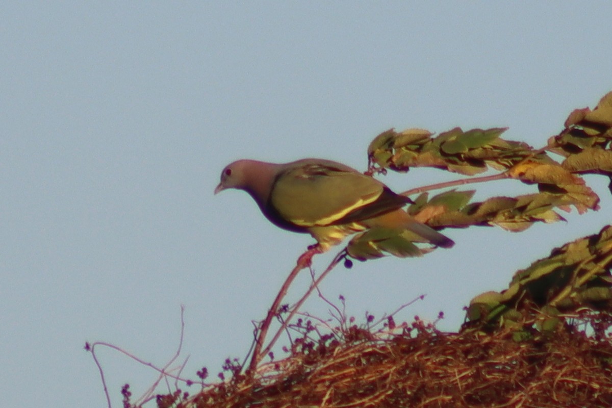 eBird Checklist - 22 Feb 2024 - Lag-asan, Bago City - 17 species (+1 ...