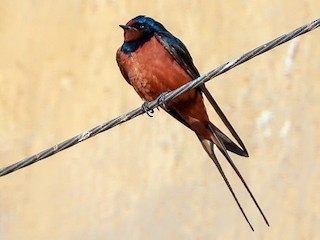 Barn Swallow - eBird