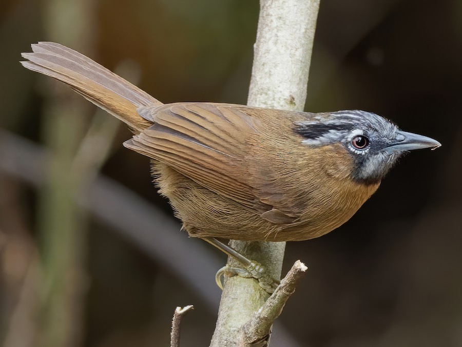 Gray-throated Babbler - eBird