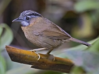 Gray-throated Babbler - eBird