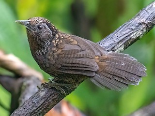 Sikkim Wedge-billed Babbler - eBird