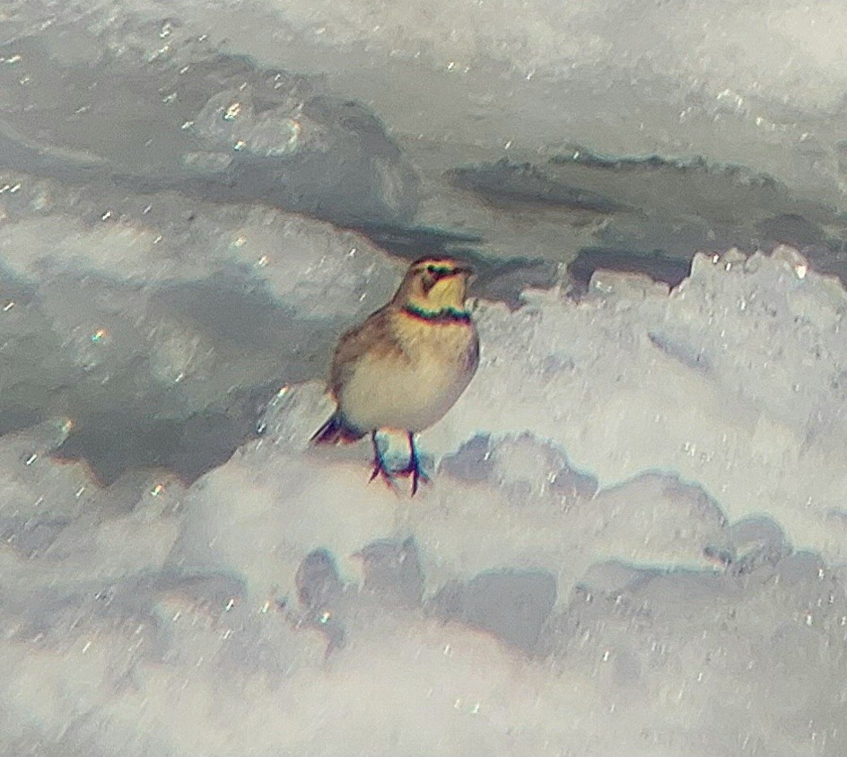 Pennsylvania Bird Atlas Checklist - 22 Feb 2024 - Lake Wallenpaupack--Visitor Center/Wilsonville ...