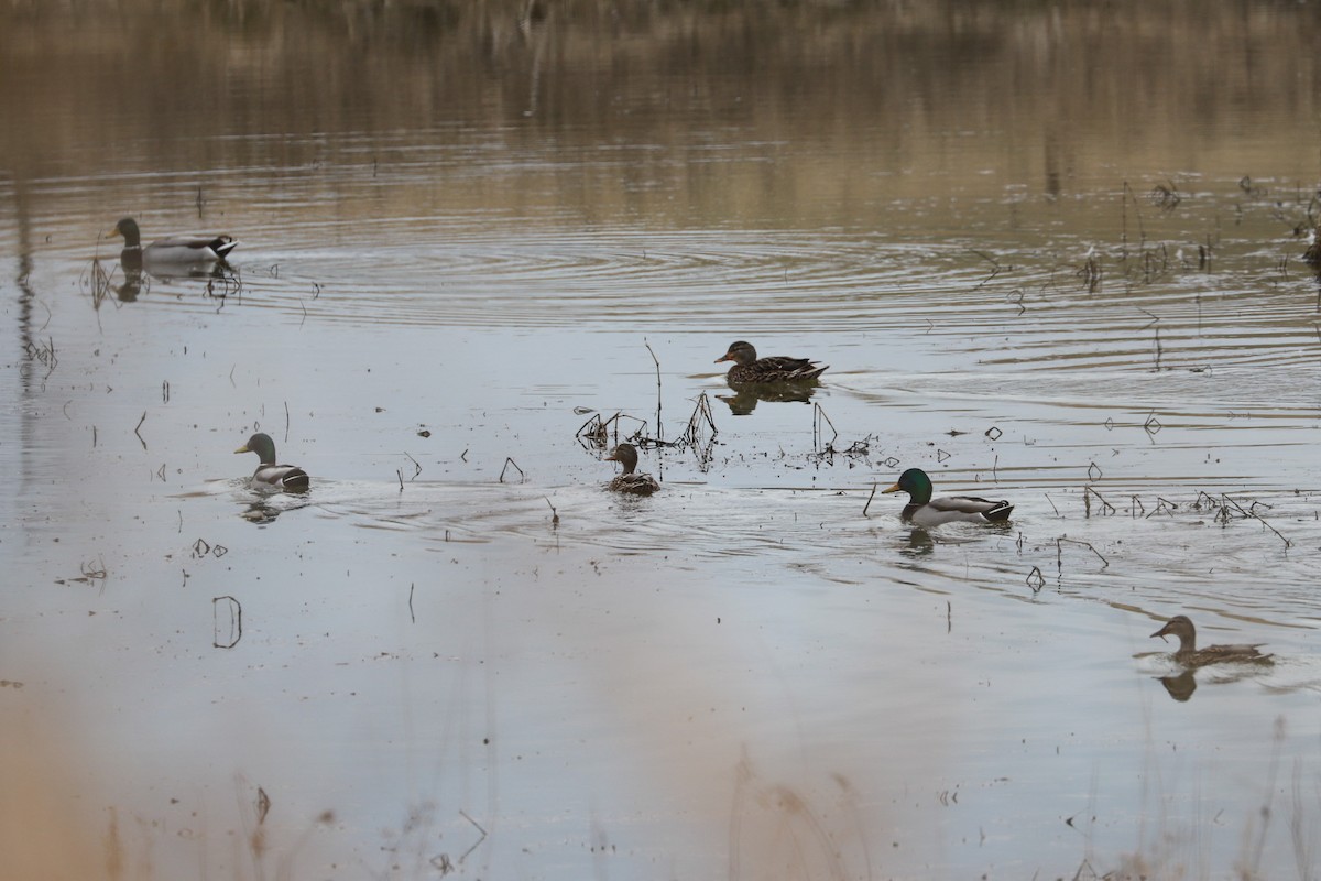 Pennsylvania Bird Atlas Checklist - 22 Feb 2024 - 406 Upper Georges Valley Rd, Spring Mills US ...