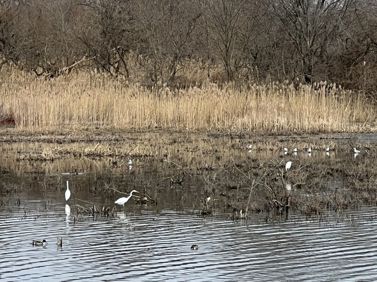 eBird Checklist - 22 Feb 2024 - John Heinz NWR--impoundment (Philadelphia Co.) - 41 species