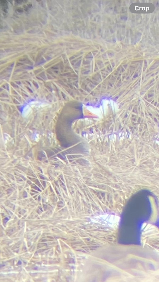 Pennsylvania Bird Atlas Checklist - 22 Feb 2024 - Stamm Rd. - 6 species