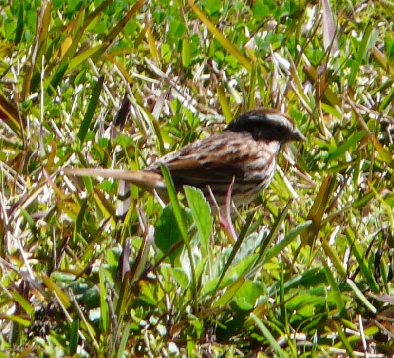 eBird Checklist - 22 Feb 2024 - St. Marks NWR--Lighthouse Pool & Flats ...