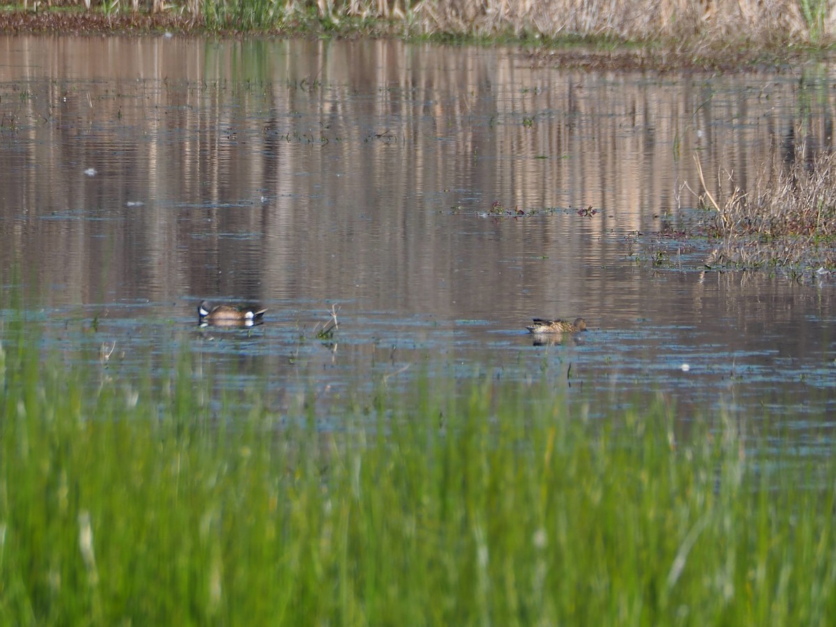 eBird Checklist - 22 Feb 2024 - Harris Neck NWR--Bluebill Pond - 21 species