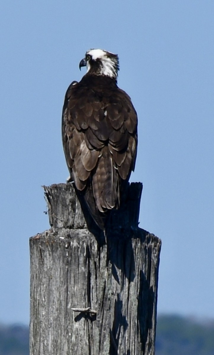ML615187070 - Osprey - Macaulay Library