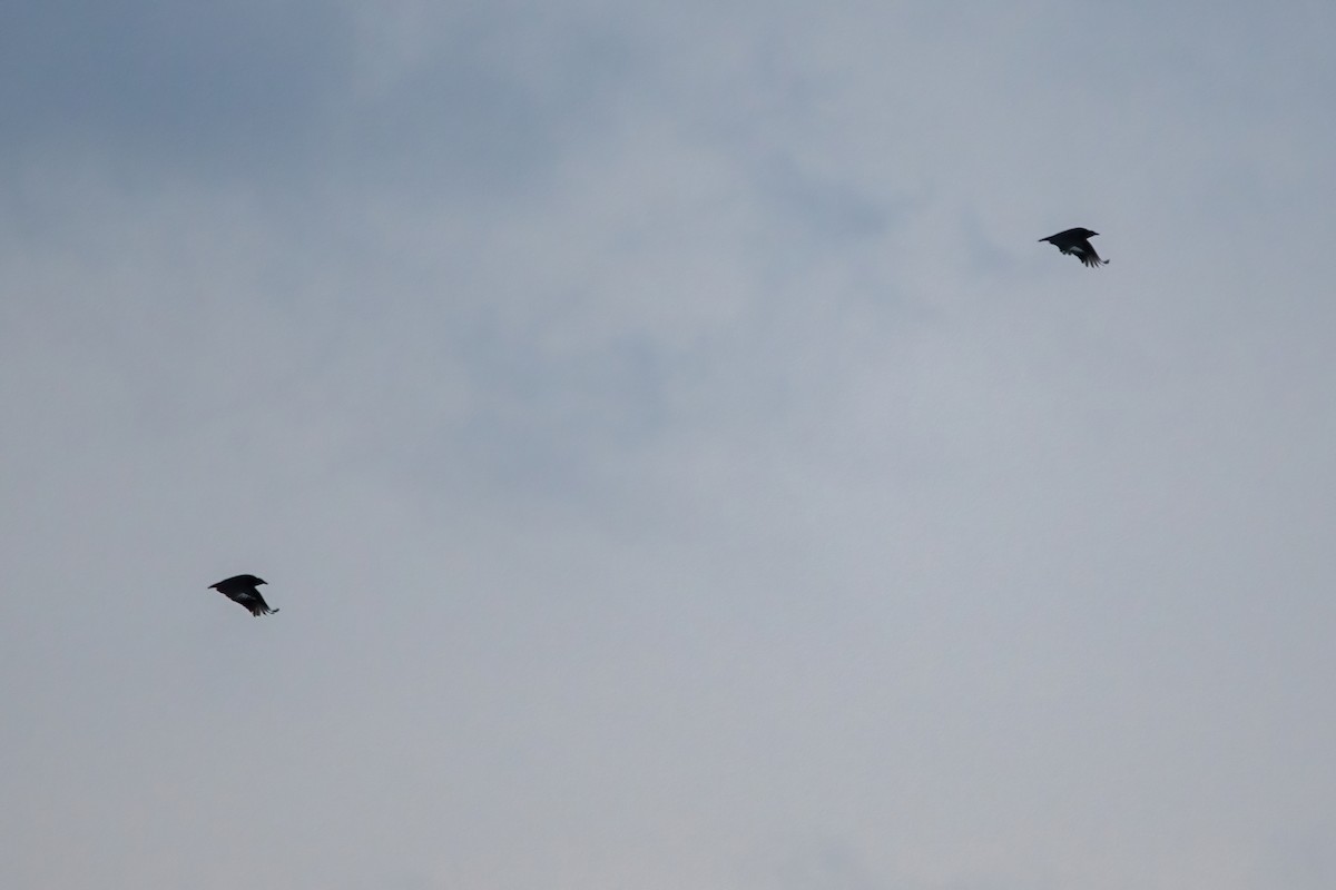 Pennsylvania Bird Atlas Checklist - 22 Feb 2024 - Stricker Rd. - 9 species