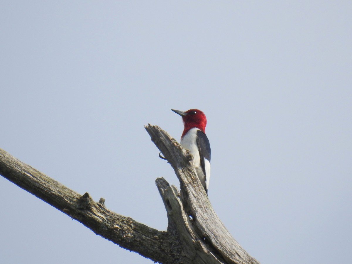eBird Checklist - 15 Jun 2017 - Chippewa Nature Center - 42 species