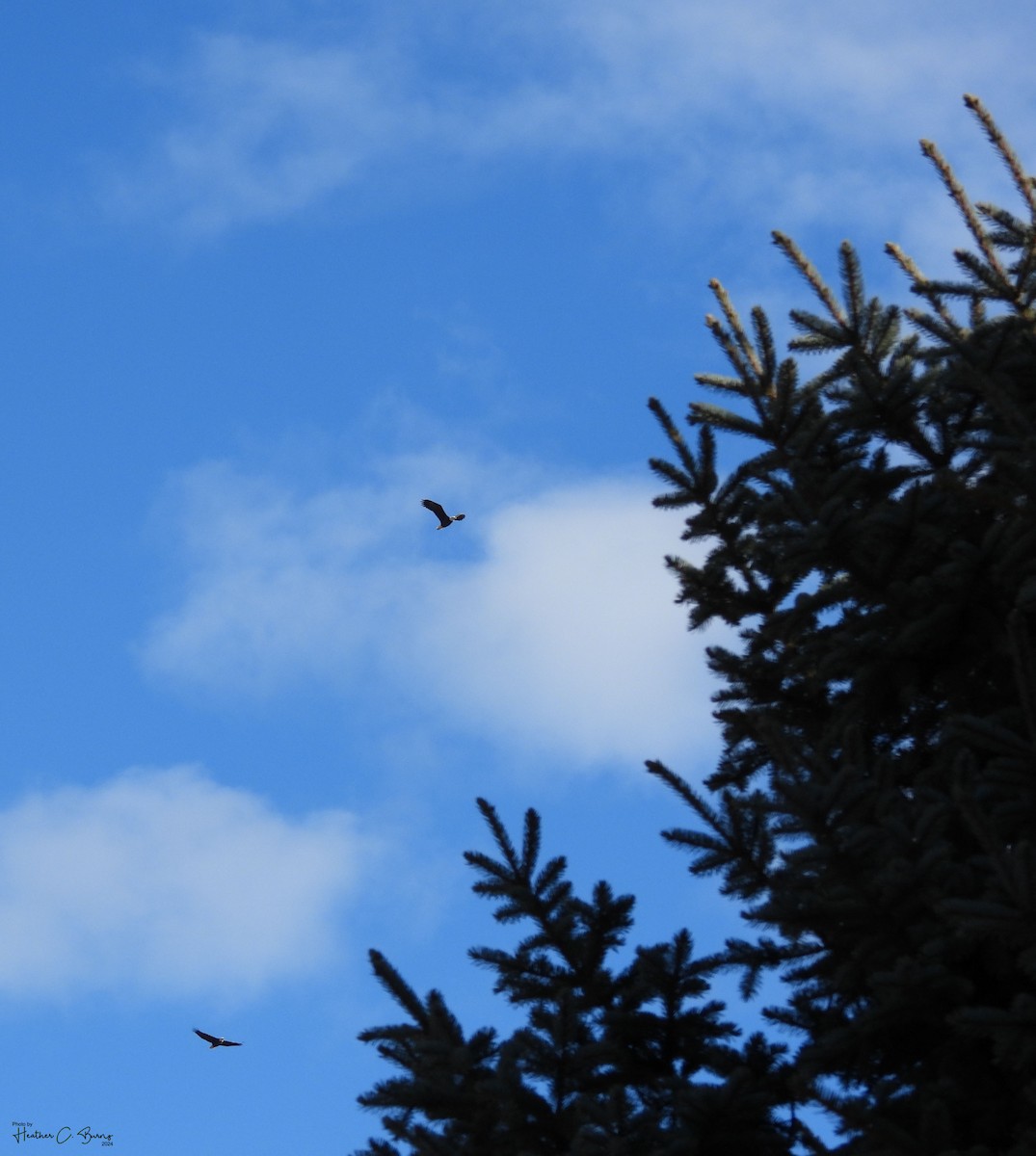 eBird Checklist - 14 Feb 2024 - PRIVATE Lakeshore Rd, Deckerville US-MI ...