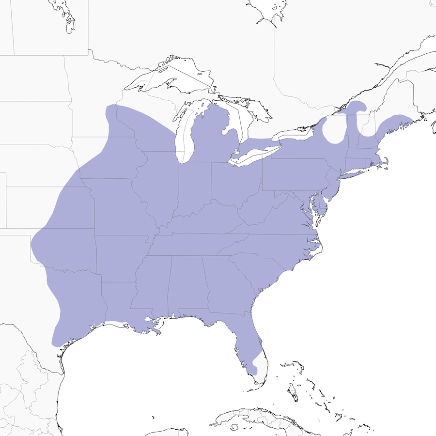 Tufted Titmouse - WildBirdKB