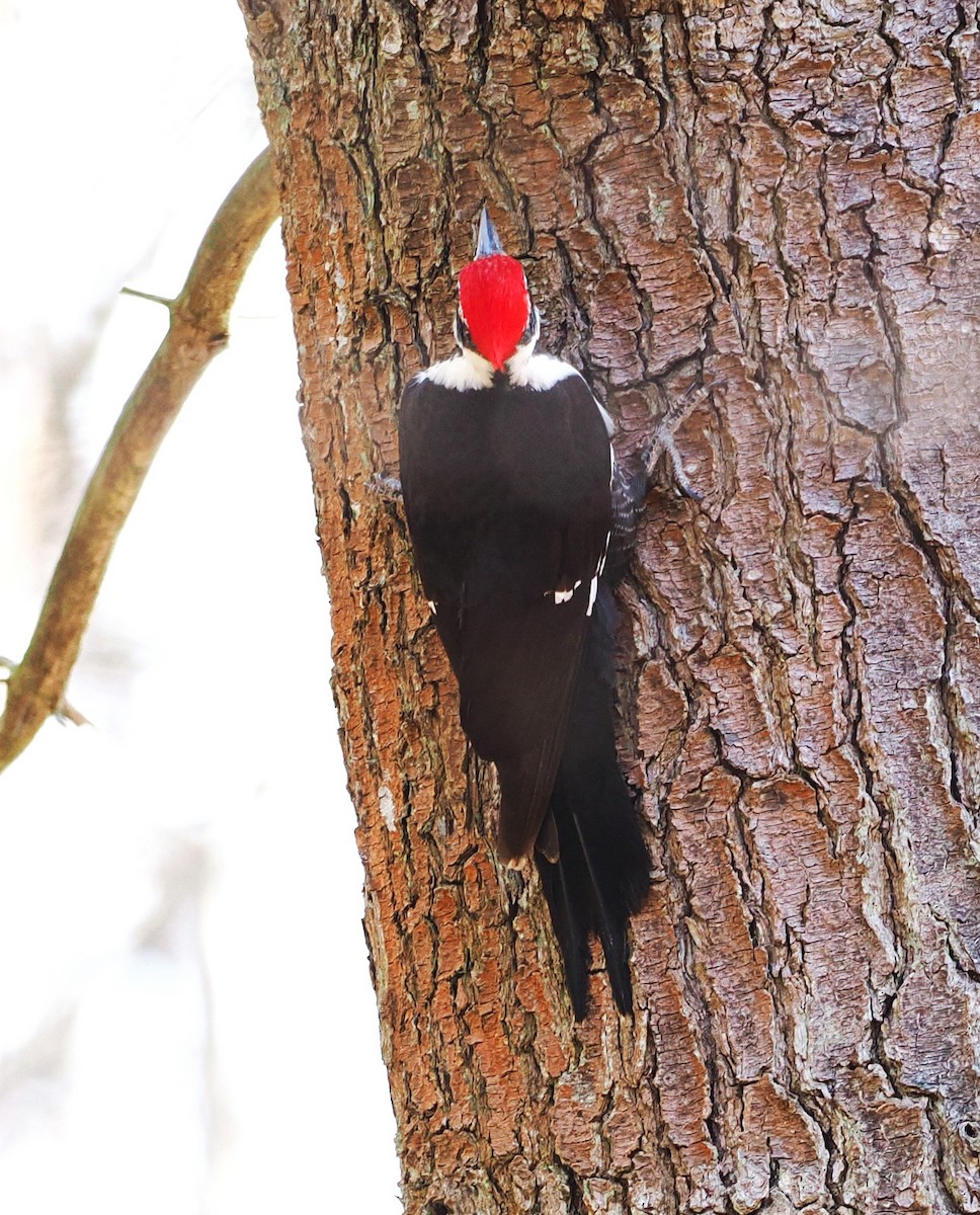 Pennsylvania Bird Atlas Checklist - 22 Feb 2024 - Hay Creek/Birdsboro ...