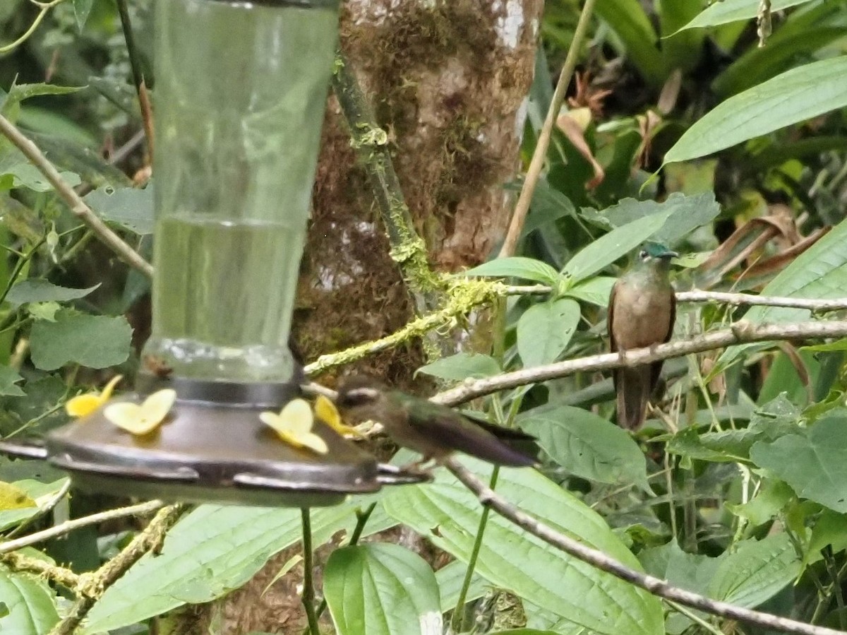 eBird Checklist - 18 Jan 2024 - Refugio Paz de las Aves (Angel Paz ...
