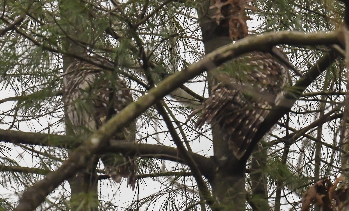 Pennsylvania Bird Atlas Checklist - 23 Feb 2024 - Richard M. Nixon County Park - 1 species