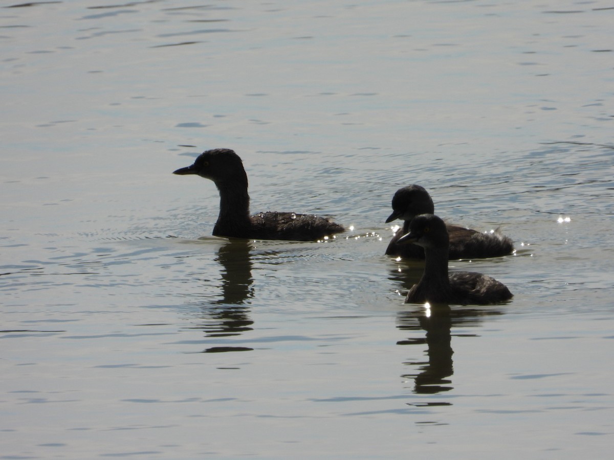 eBird Checklist - 23 Feb 2024 - King Ranch--Santa Gertrudis Unit (CTC ...