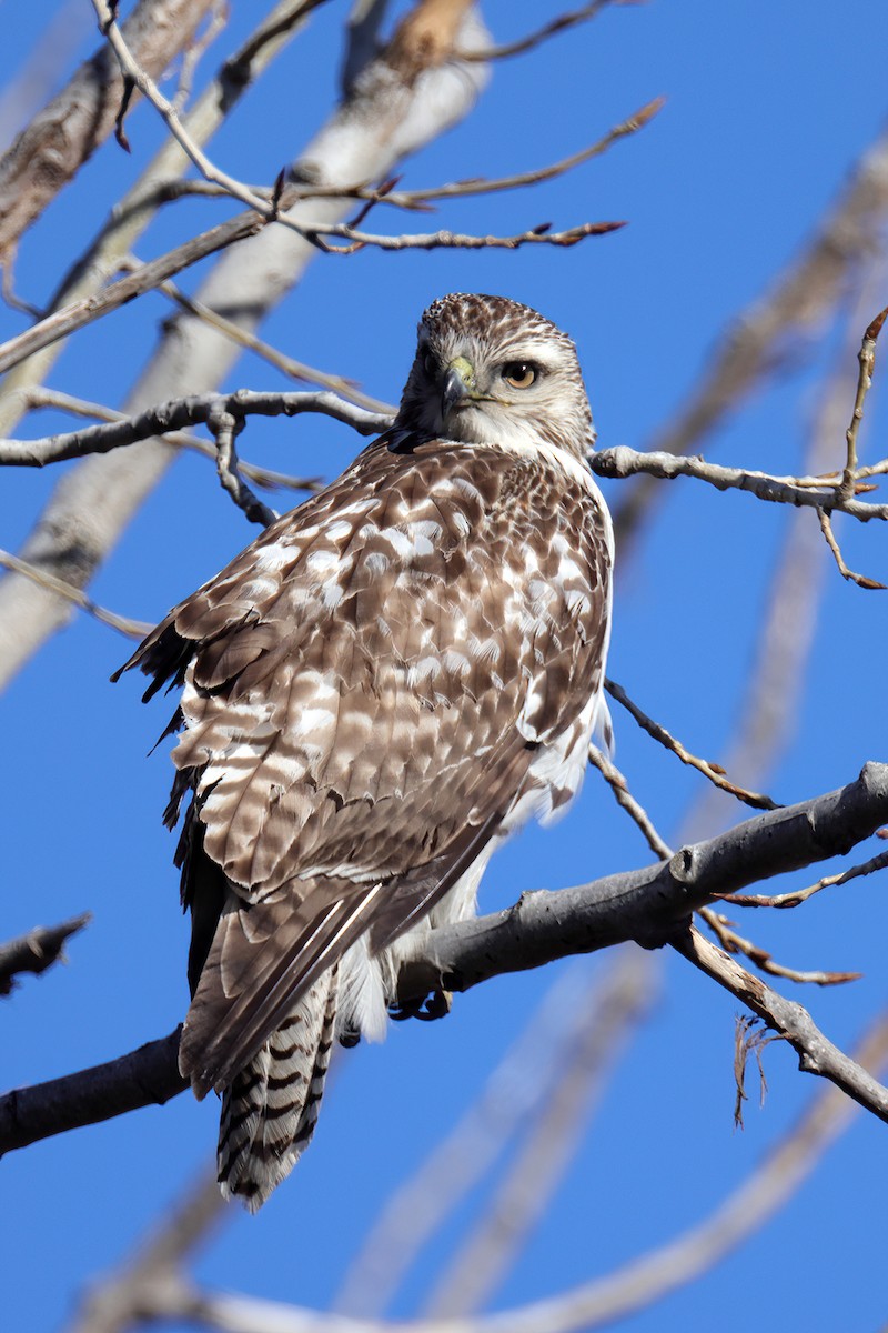 eBird Checklist - 23 Feb 2024 - Confluence Point SP - 1 species