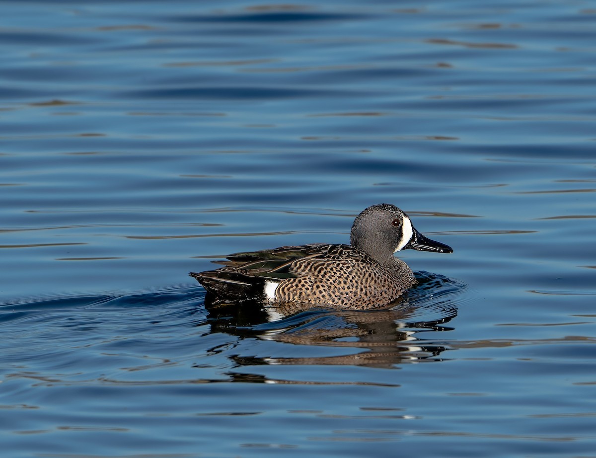 eBird Checklist - 23 Feb 2024 - Calaveras Lake (HOTE 100) - 37 species