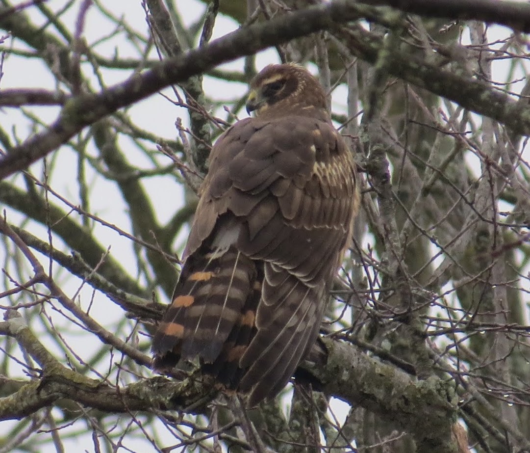 Pennsylvania Bird Atlas Checklist - 23 Feb 2024 - Melchor Tract Park - 23 species