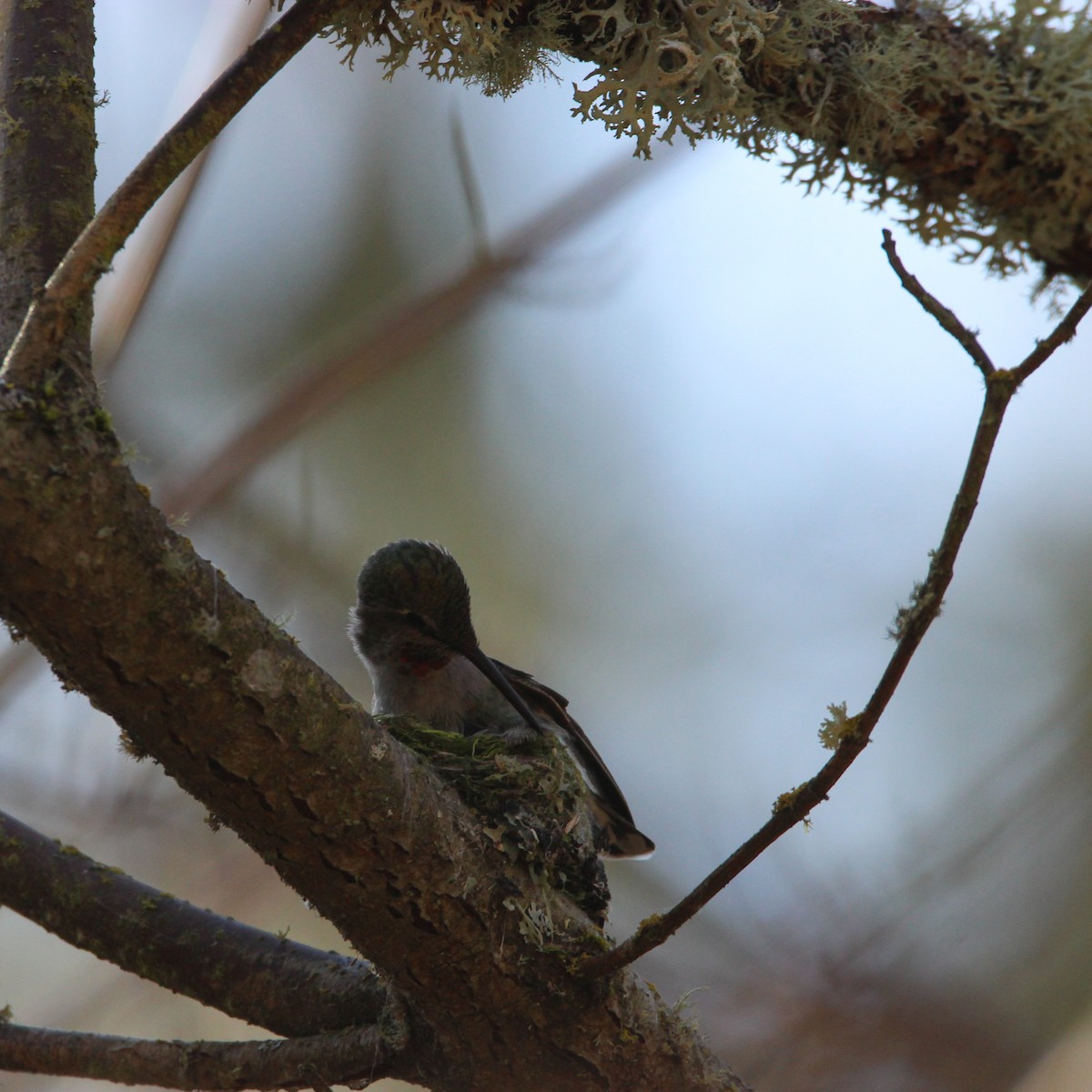 eBird Checklist - 23 Feb 2024 - Edgewood--Nelson Nature Park - 30 species