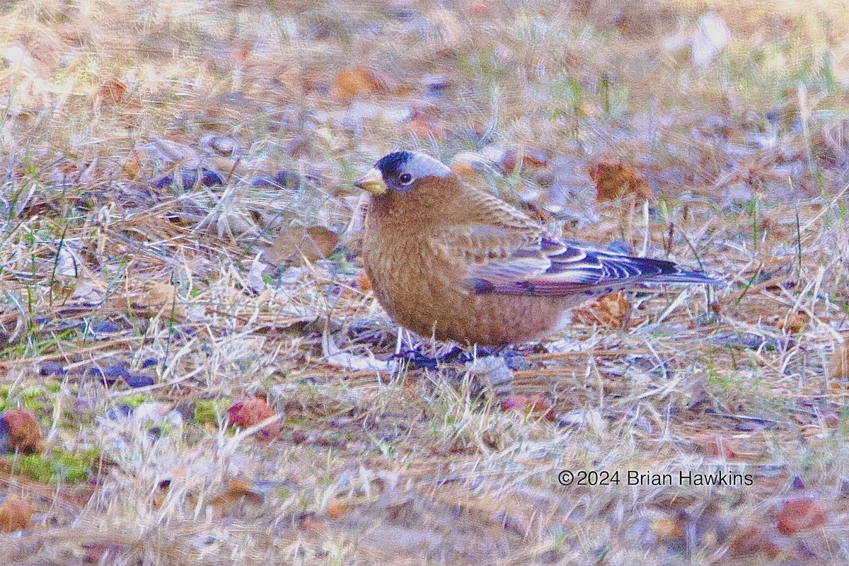 eBird Checklist - 23 Feb 2024 - Lake Winnibigoshish--Bowen Lodge ...