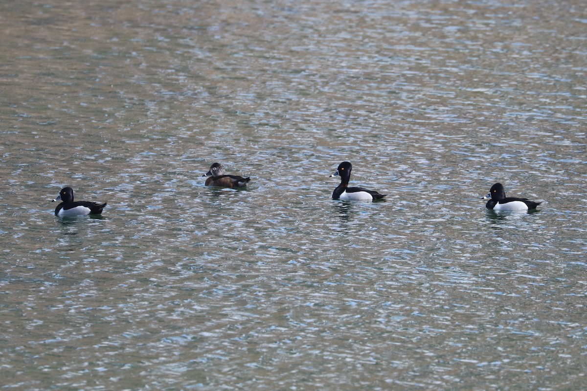 Pennsylvania Bird Atlas Checklist - 23 Feb 2024 - Rock Hill Pond - 4 species