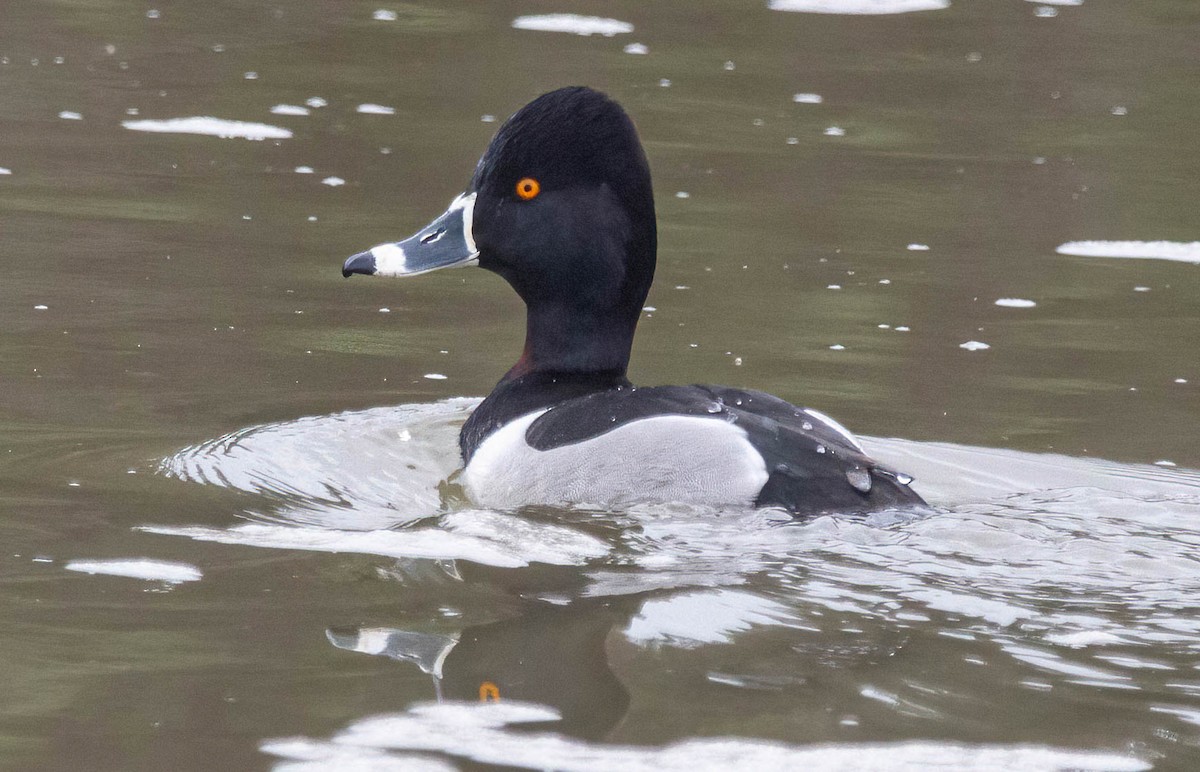 eBird Checklist - 23 Feb 2024 - Los Gatos Creek County Park and Oka ...