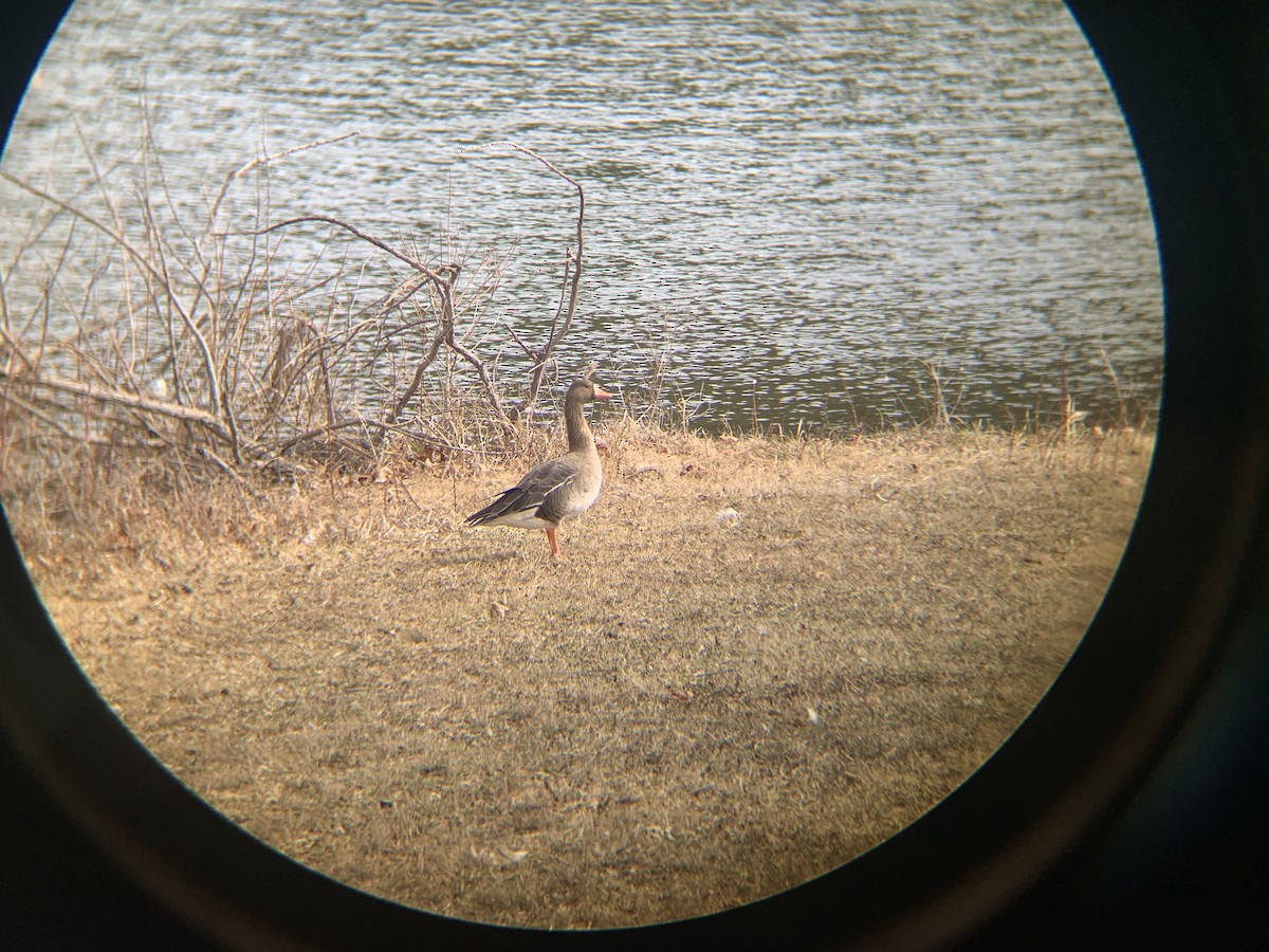 eBird Checklist - 22 Feb 2024 - Rural Retreat Lake - 5 species eBird Checklist - 22 Feb 2024 - Rural Retreat Lake - 5 species