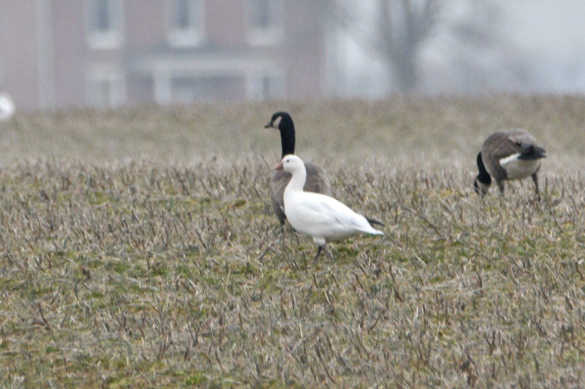 Pennsylvania Bird Atlas Checklist - 23 Feb 2024 - Bombay Hook National Wildlife Refuge - 80 ...