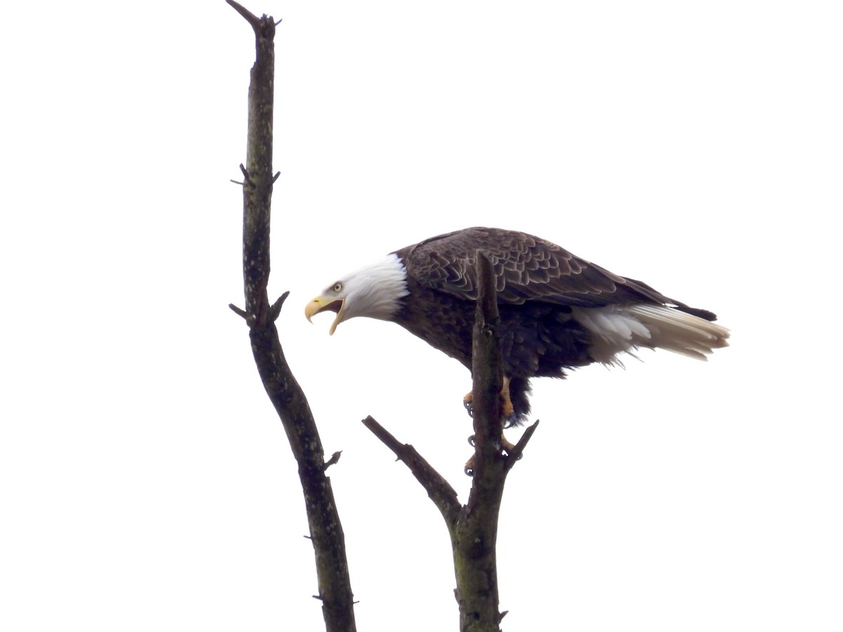 Pennsylvania Bird Atlas Checklist - 23 Feb 2024 - Eagle nest site - Pleasant Ridge Rd ...
