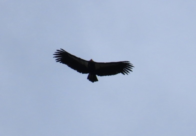 eBird Checklist - 23 Feb 2024 - Lake Piru - 14 species (+1 other taxa)