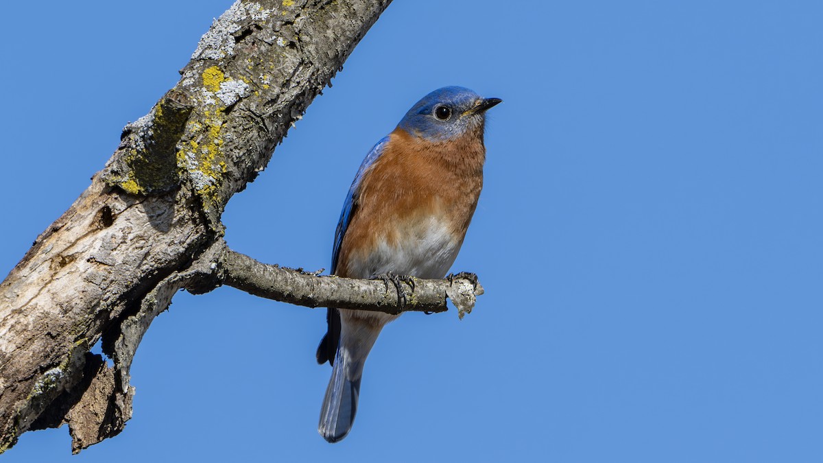 eBird Checklist - 23 Feb 2024 - Greene Valley Forest Preserve - 14 species