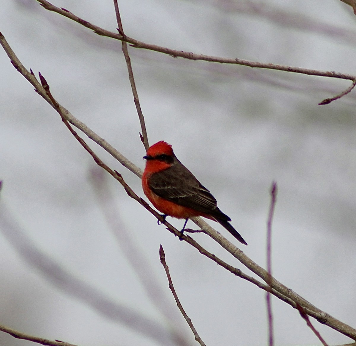 eBird Checklist - 23 Feb 2024 - Merced NWR - 53 species