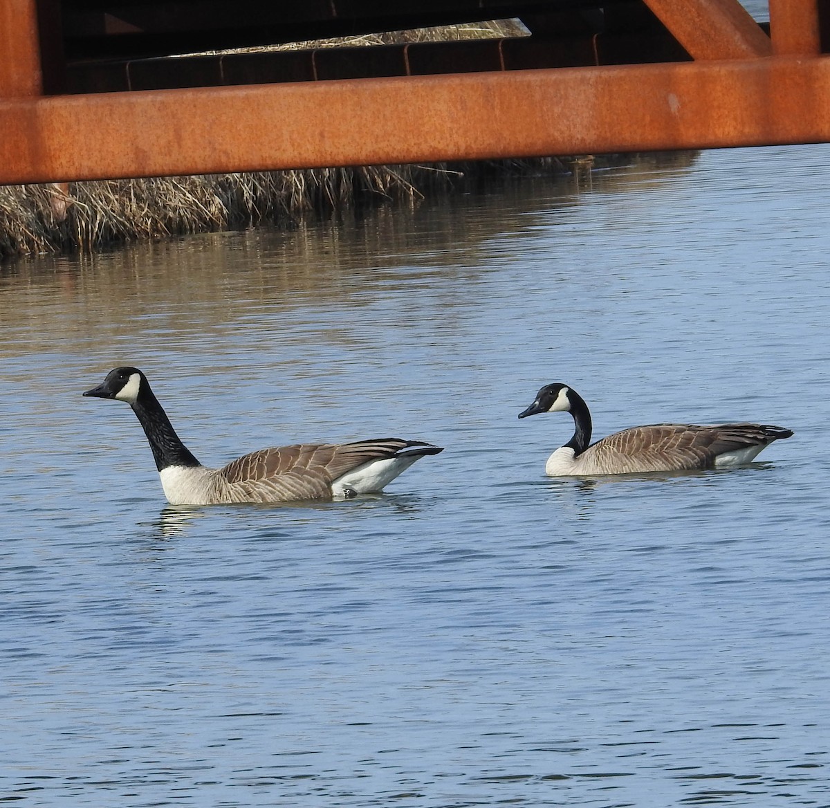 eBird Checklist - 23 Feb 2024 - Fifty Point CA (Hamilton side) - 15 species