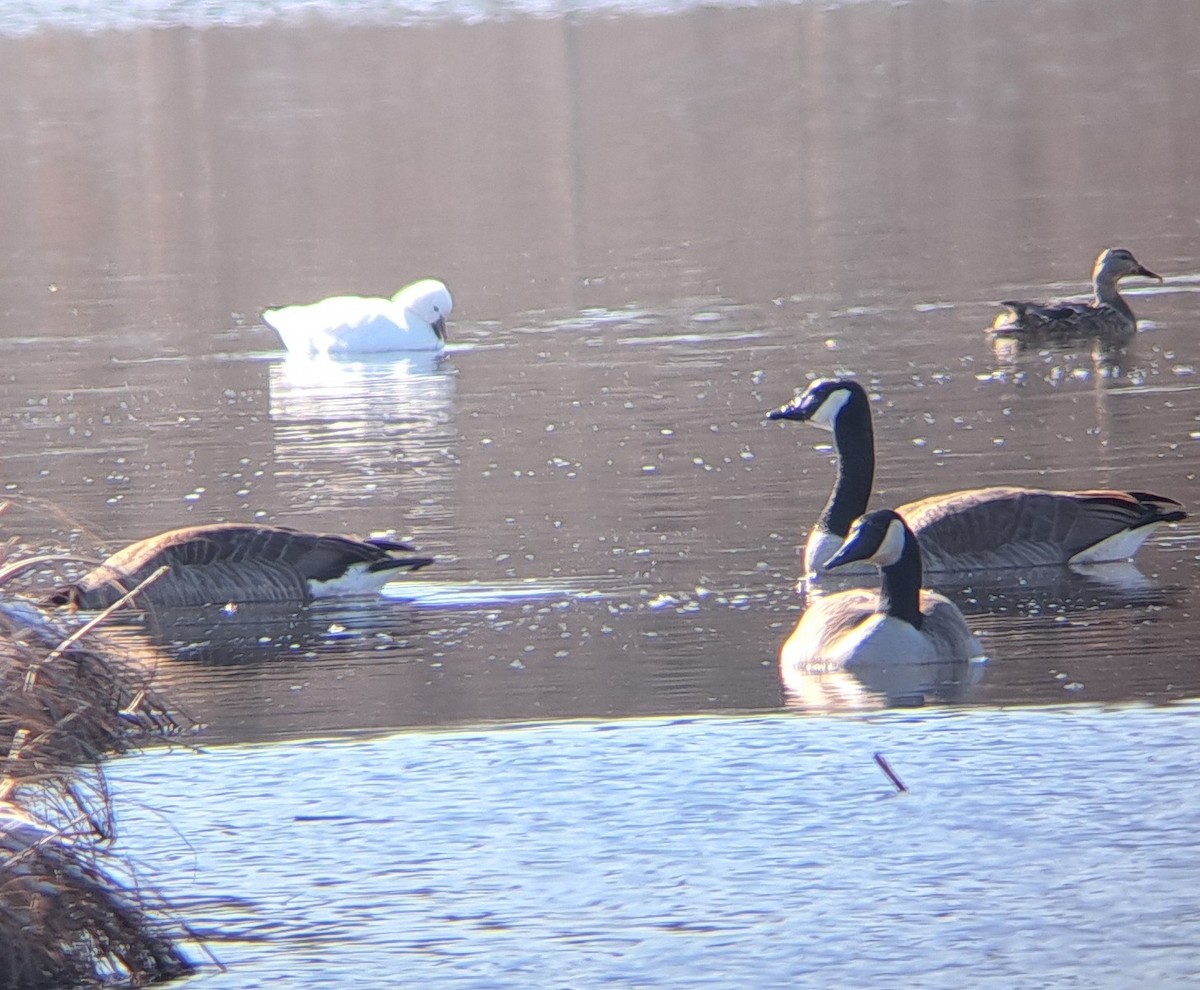 eBird Checklist - 24 Feb 2024 - Quag Lake Acres Property - 170 West 450 ...