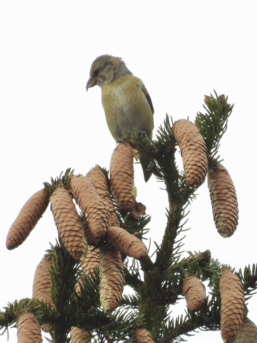 Pennsylvania Bird Atlas Checklist - 24 Feb 2024 - Cowans Gap SP - 23 species