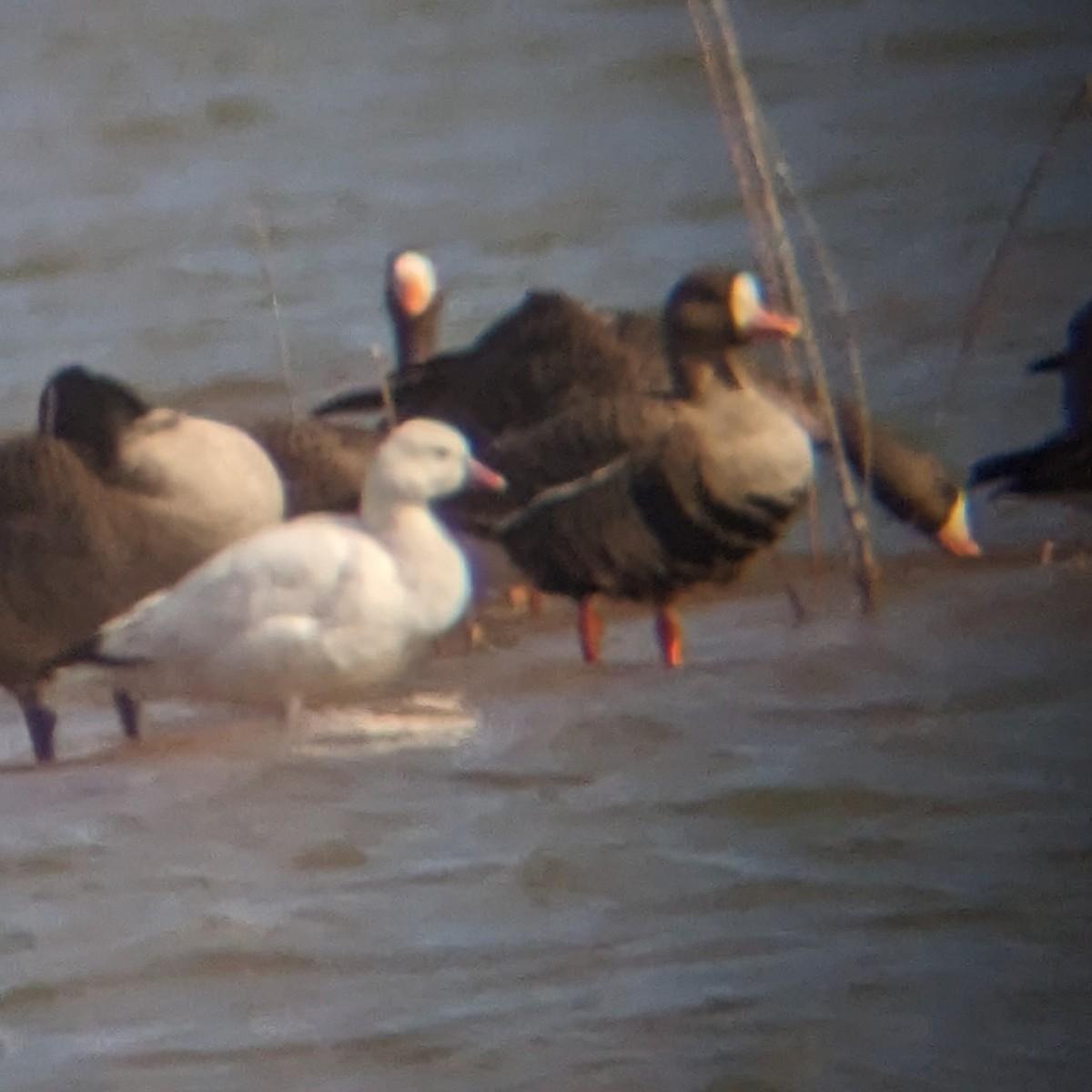 eBird Checklist - 24 Feb 2024 - Hayes Pit - 12 species