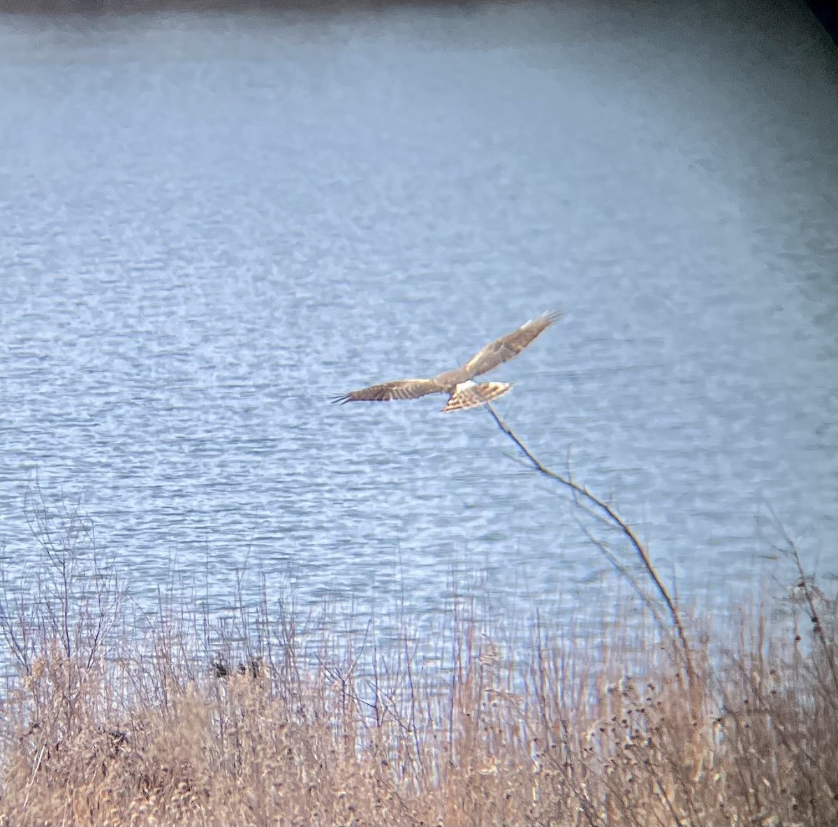 eBird Checklist - 24 Feb 2024 - West Branch Forest Preserve - 4 species