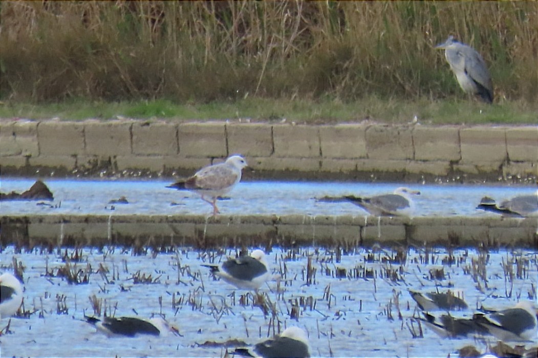 eBird Checklist - 24 Feb 2024 - Sueca -- Tancat Del Caro - 29 species ...