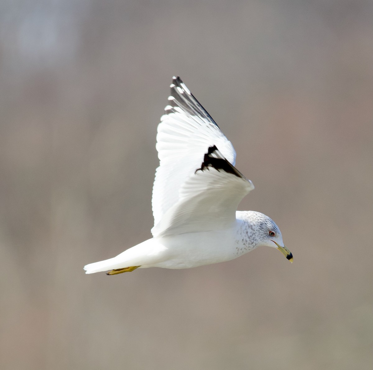 Pennsylvania Bird Atlas Checklist - 24 Feb 2024 - Pine Run Reservoir - 13 species