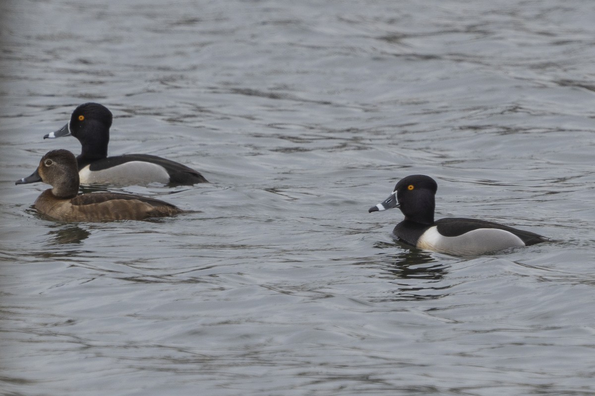 eBird Checklist - 24 Feb 2024 - Smith Pond, Rockville Center - 25 species