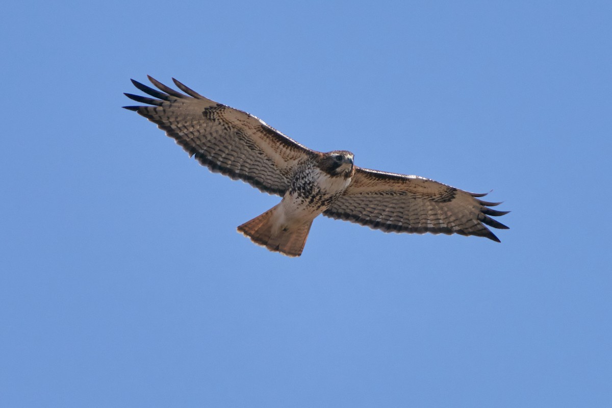 ML615267265 - Red-tailed Hawk - Macaulay Library