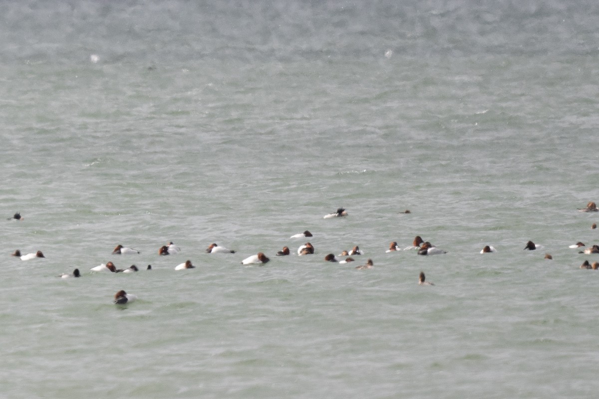 Pennsylvania Bird Atlas Checklist - 24 Feb 2024 - Presque Isle SP--West Pier/Marina - 18 species