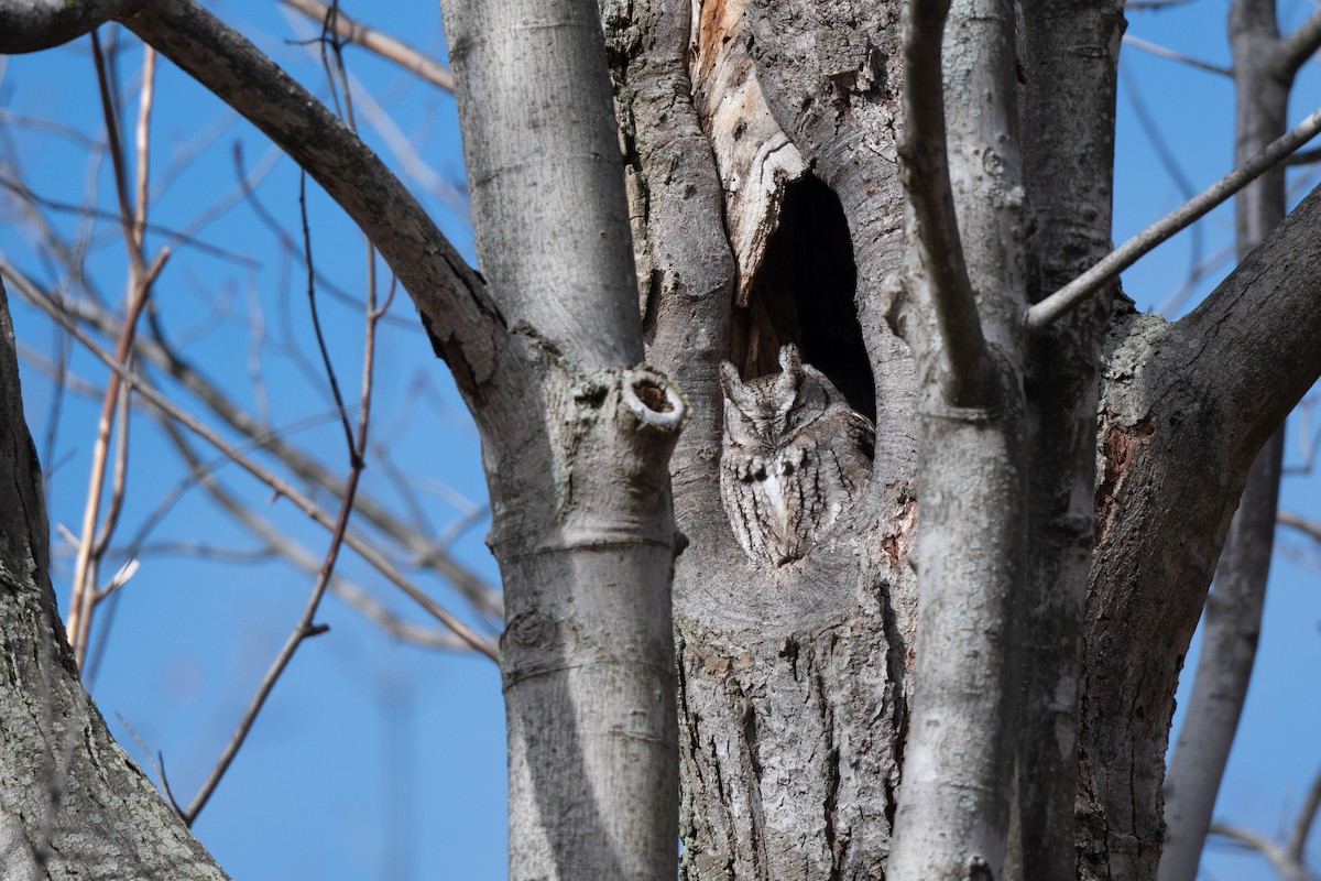Pennsylvania Bird Atlas Checklist - 24 Feb 2024 - Presque Isle SP--Fisher Dr. Bridge Area - 3 ...