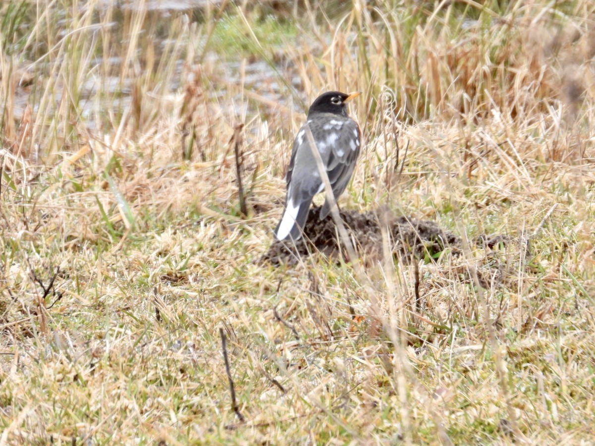 Pennsylvania Bird Atlas Checklist - 24 Feb 2024 - Parks Rd, Fort Littleton US-PA 40.10614, -77. ...
