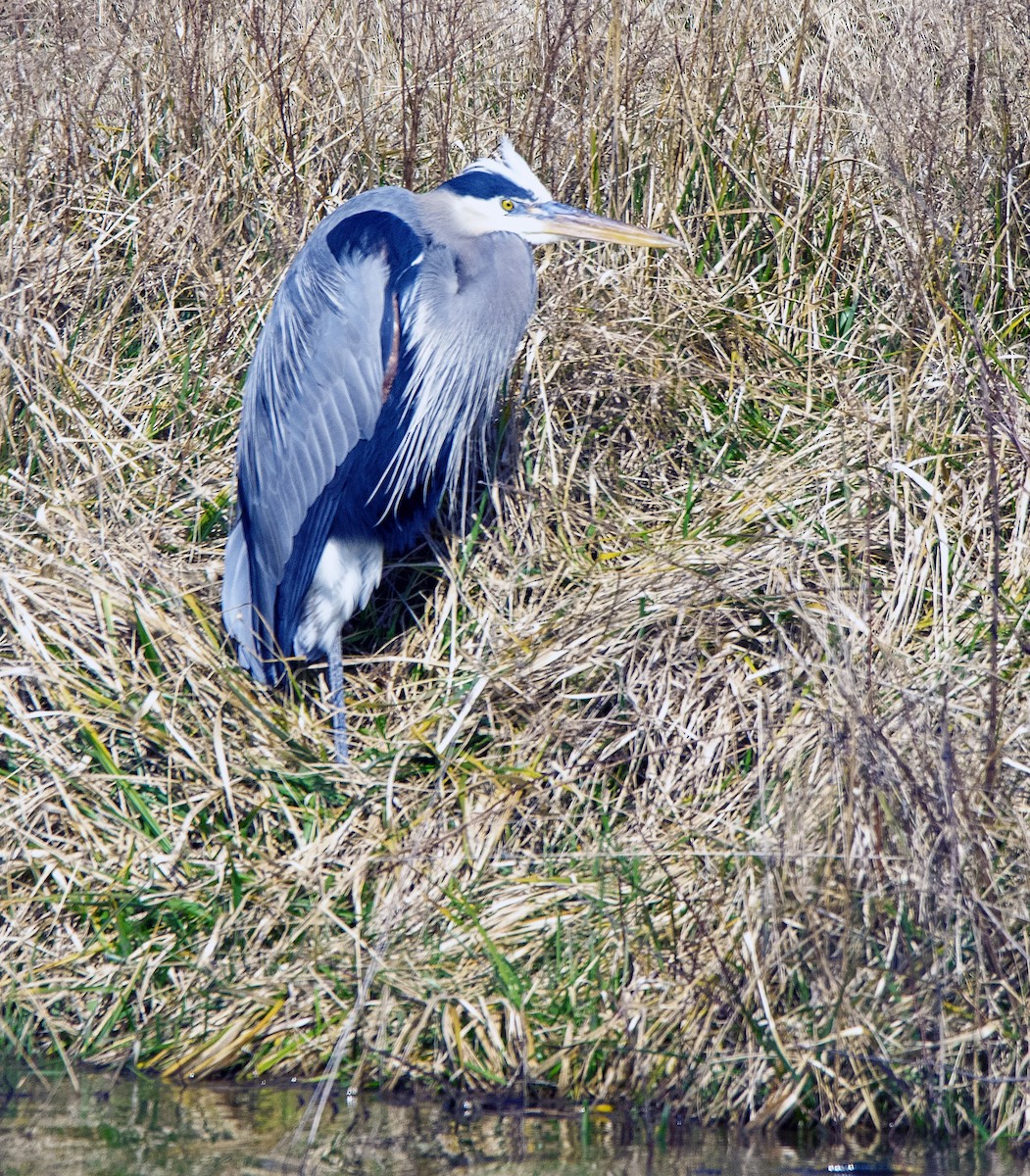 eBird Checklist - 24 Feb 2024 - Blackwater NWR--Key Wallace Dr - 1 species