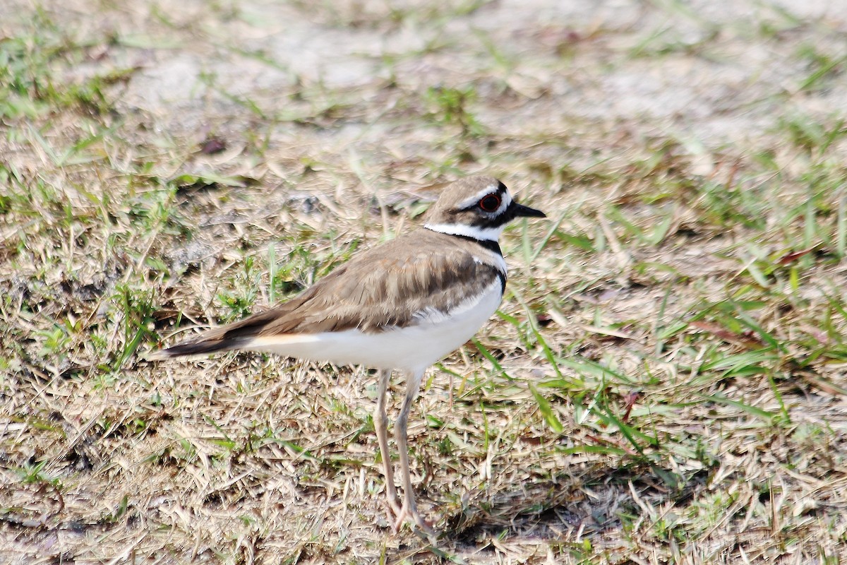 eBird Checklist - 24 Feb 2024 - Loxahatchee NWR - 45 species